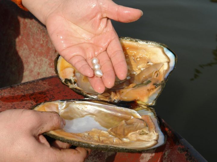 Natural Pearls VS Cultured Pearls: Benefits & Differences