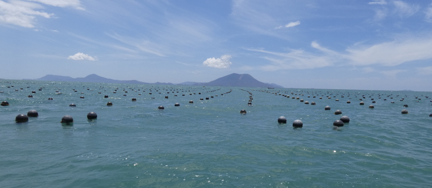 The Tedious, Rewarding Task of Akoya Pearl Farming - TPS Blog