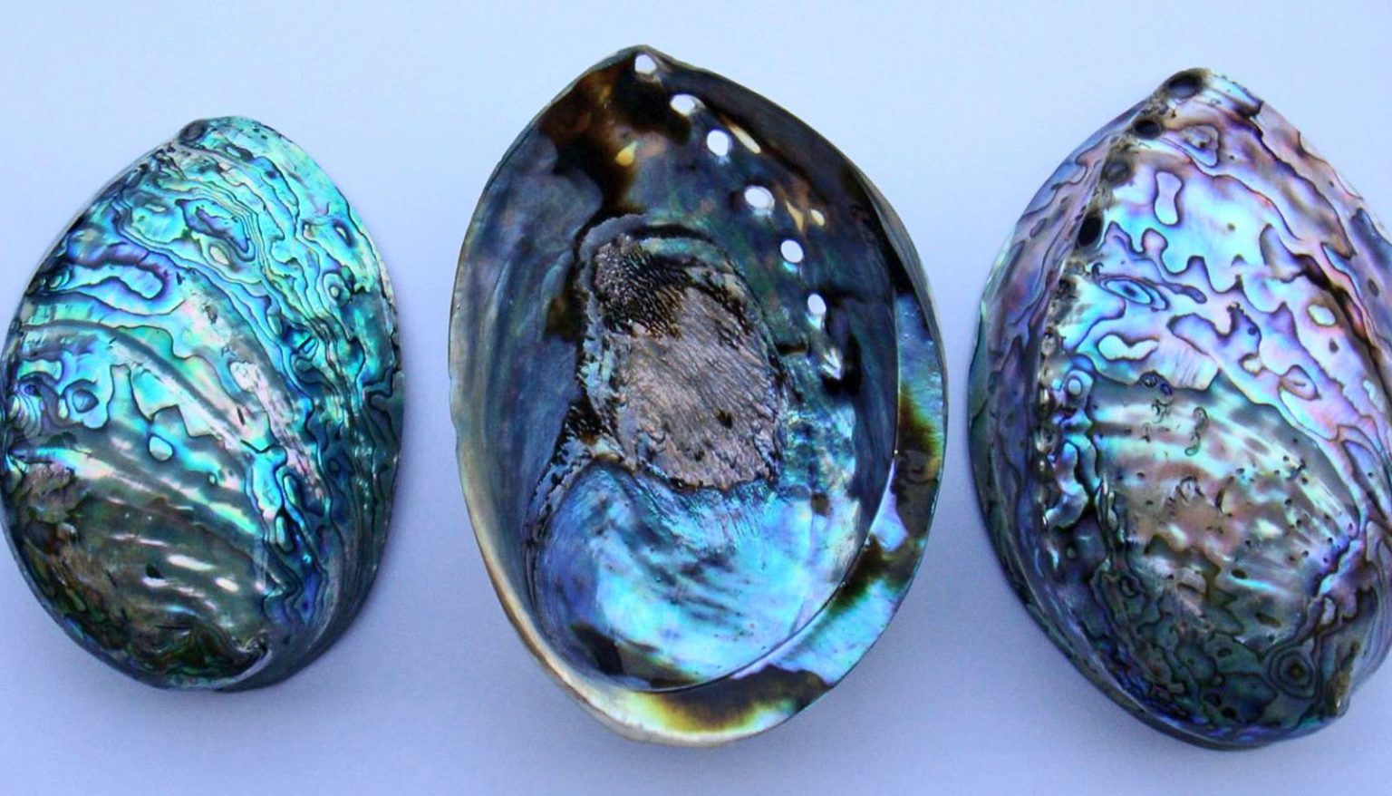 What is Mother of Pearl? Where Does It Come From? - Pearls of Wisdom